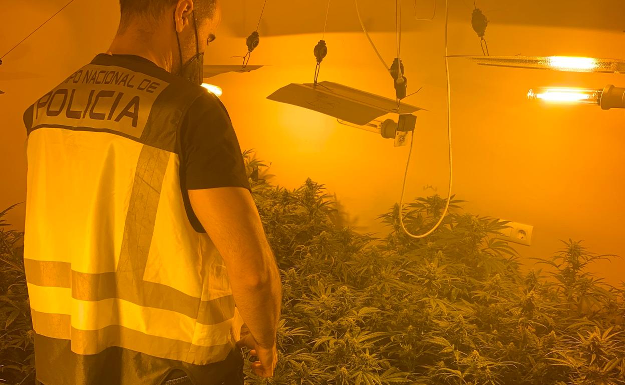 Desmanteladas dos plantaciones indoor de marihuana en Chiva y Algemesí | Las Provincias